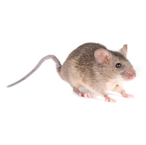 Field Mouse Identification | Bug Express